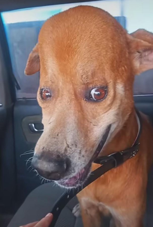 Top memes de Perros en español :) Memedroid