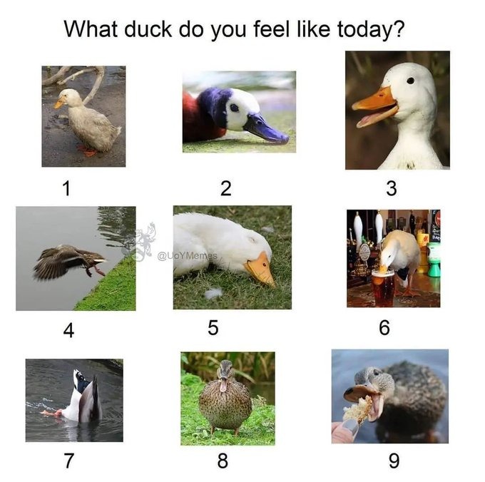 Me siento 3 cuack cuak - Meme subido por deleted_2bb44471b17 :) Memedroid