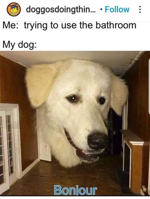 Wanna poop together? - Meme by san_antonio :) Memedroid