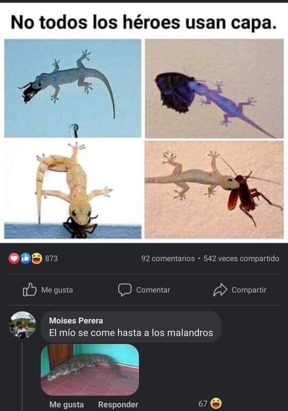 Top memes de Salamandra en español :) Memedroid