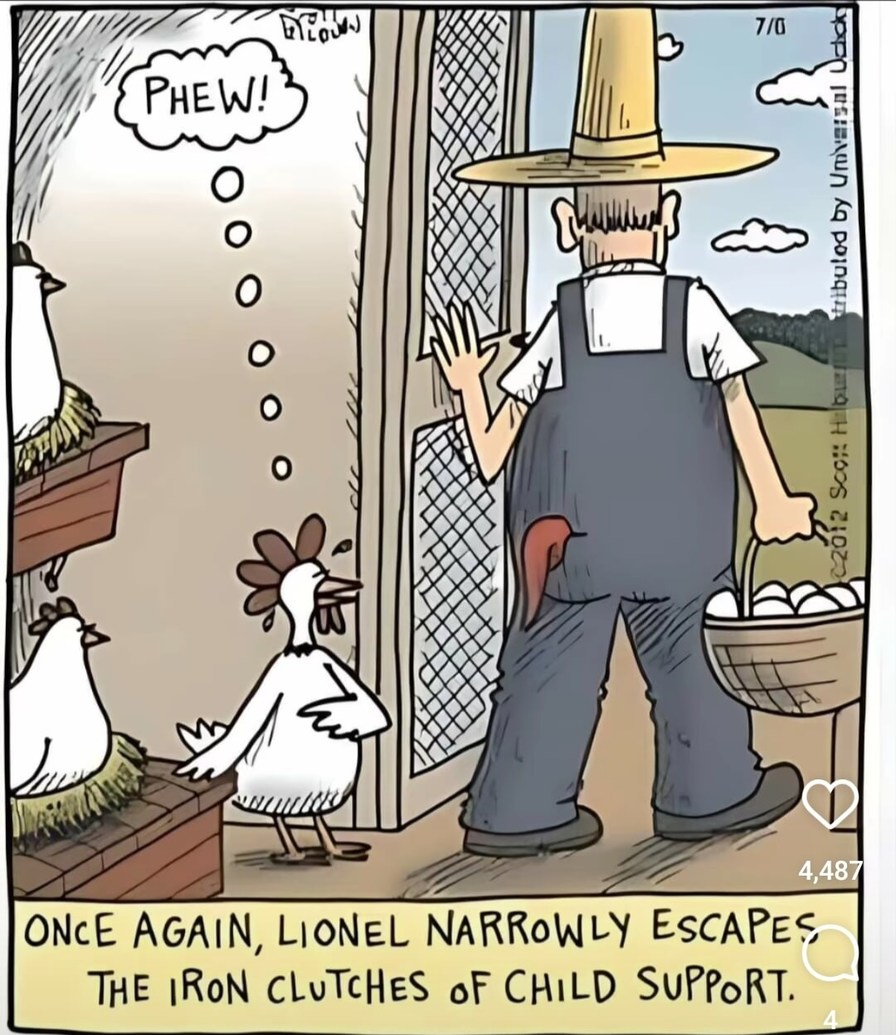 The best Chicken memes :) Memedroid