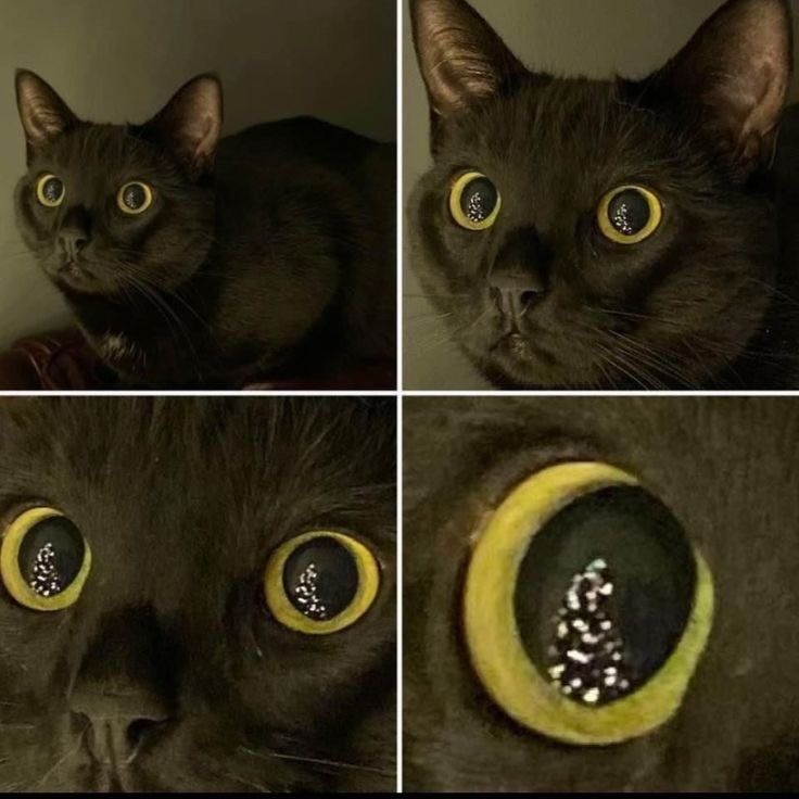 The Latest Memes :) Memedroid