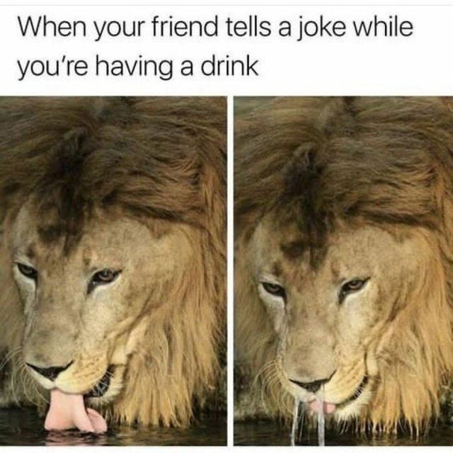 The best Lion memes :) Memedroid