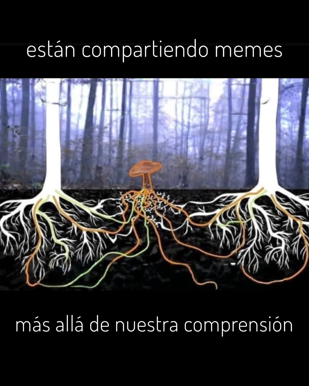 Top memes de Incomprensibles en español :) Memedroid