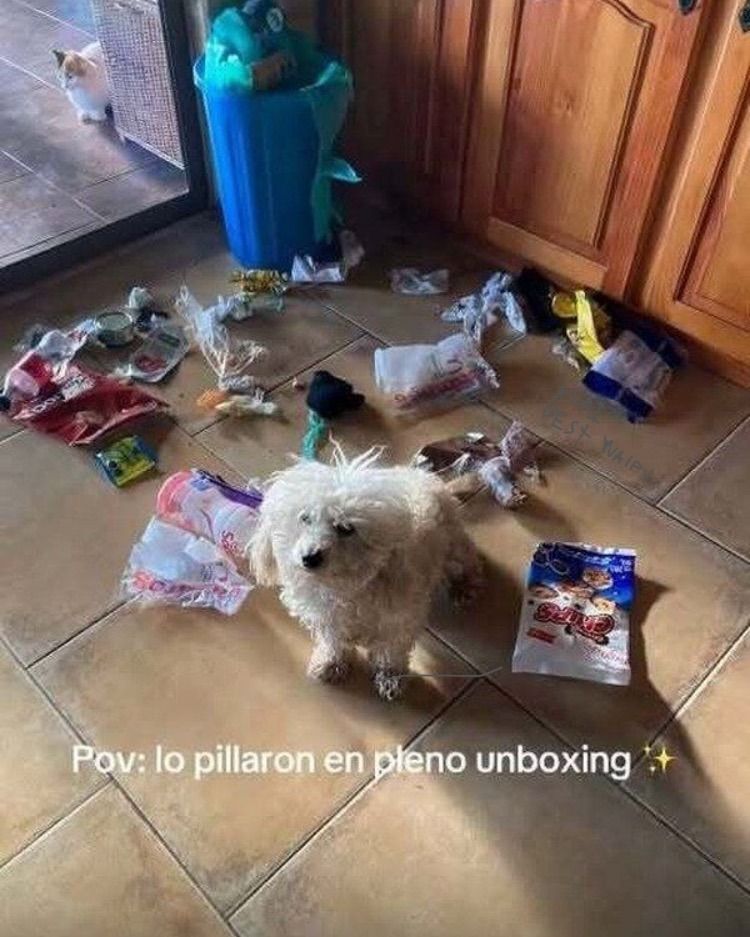 Top memes de Perros en español :) Memedroid