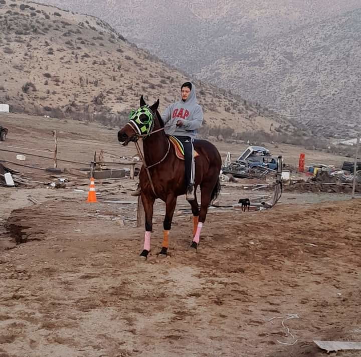 Top memes de caballo en español :) Memedroid