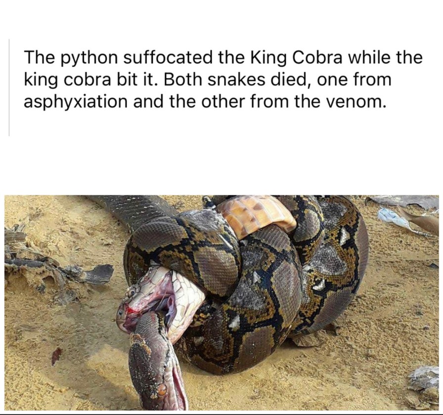 Snake Killing Memes Funny Snake Memes And Reptile Videos