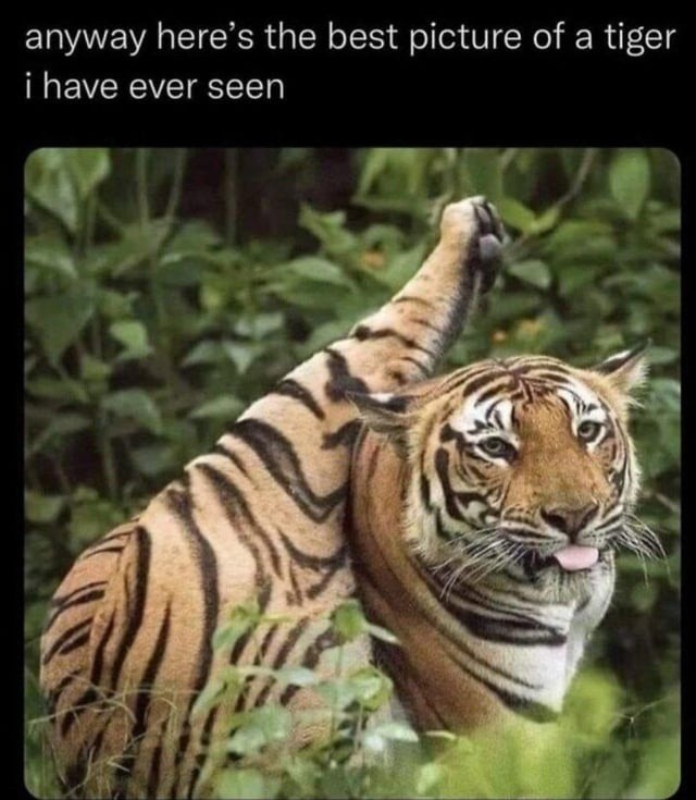 The best Tiger memes :) Memedroid