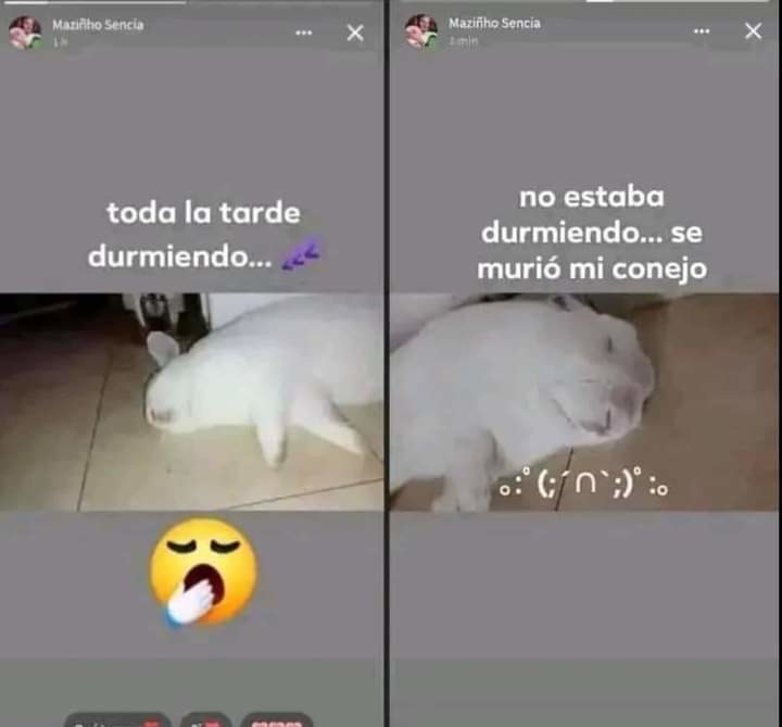 Top memes de Conejo en español :) Memedroid