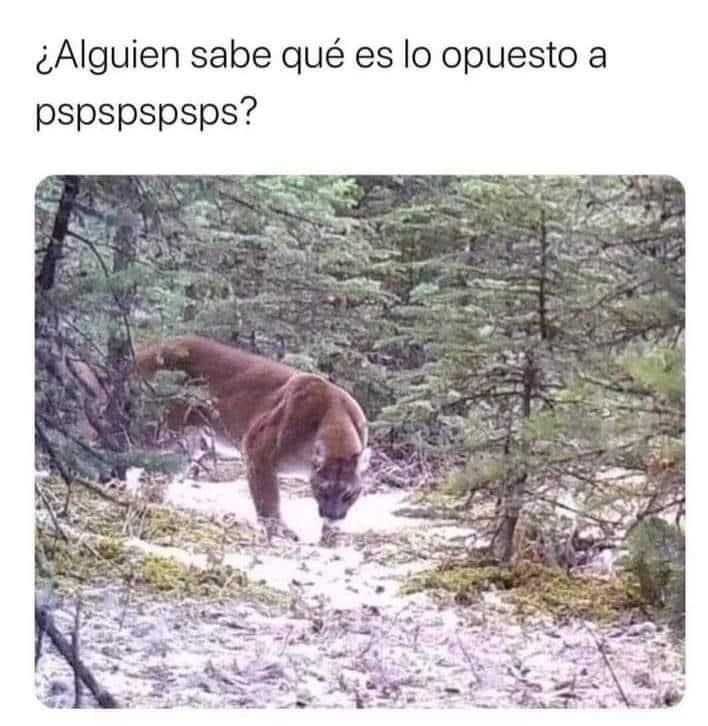 Memedroid: tu web para ver, votar y compartir memes en español.